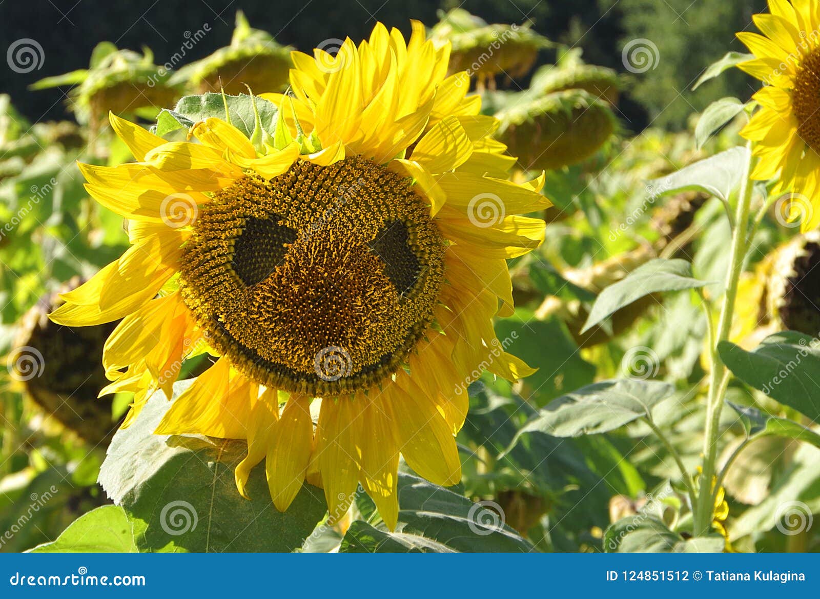 Sunflower-smiley stock photo. Image of culture, cheerful - 124851512