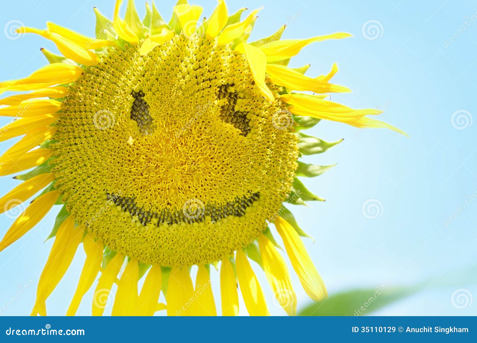 Sunflower with Smiley Face Over Blue Sky Stock Image - Image of spring ...