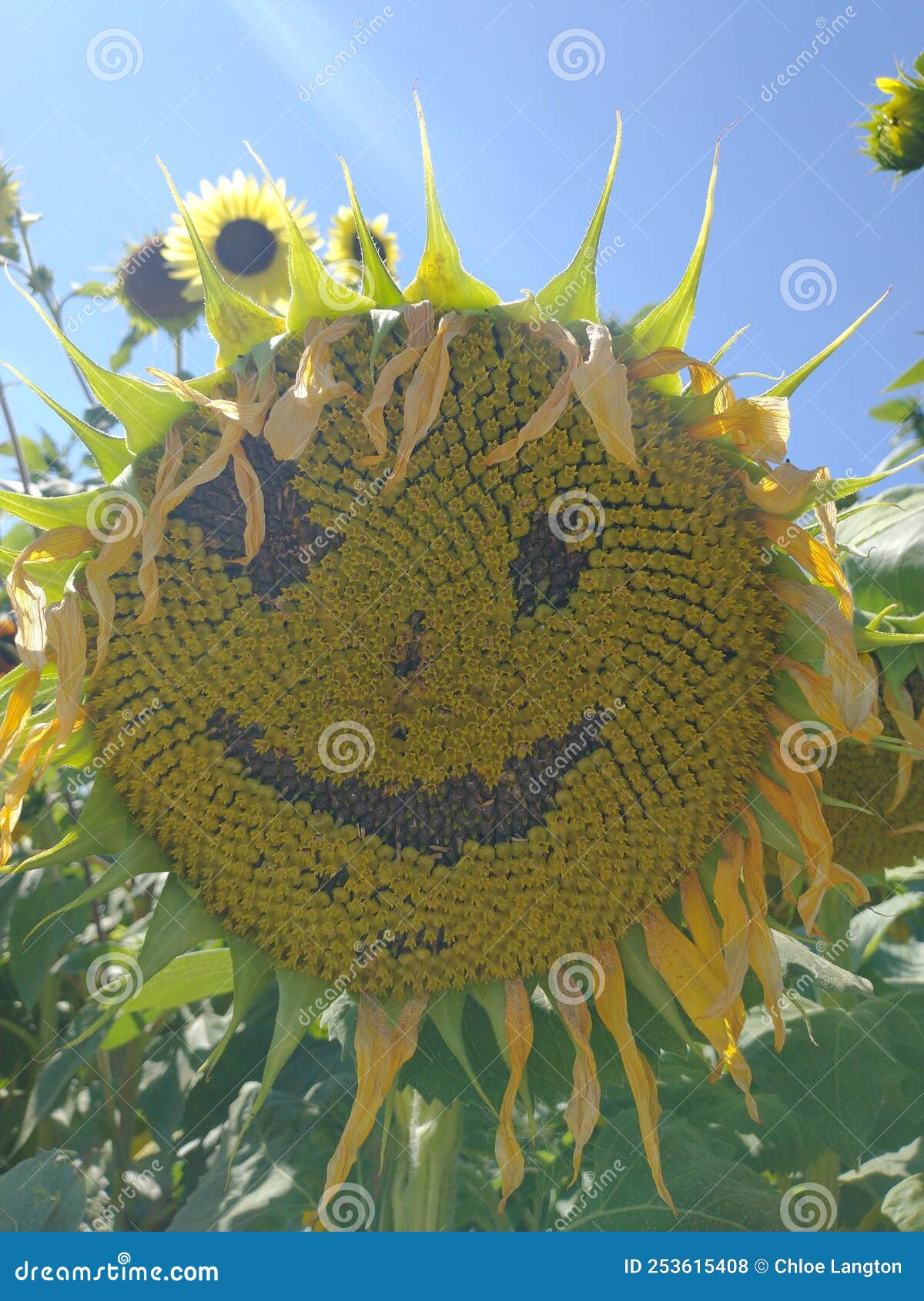 Sunflower-smiley Stock Photography | CartoonDealer.com #124851512