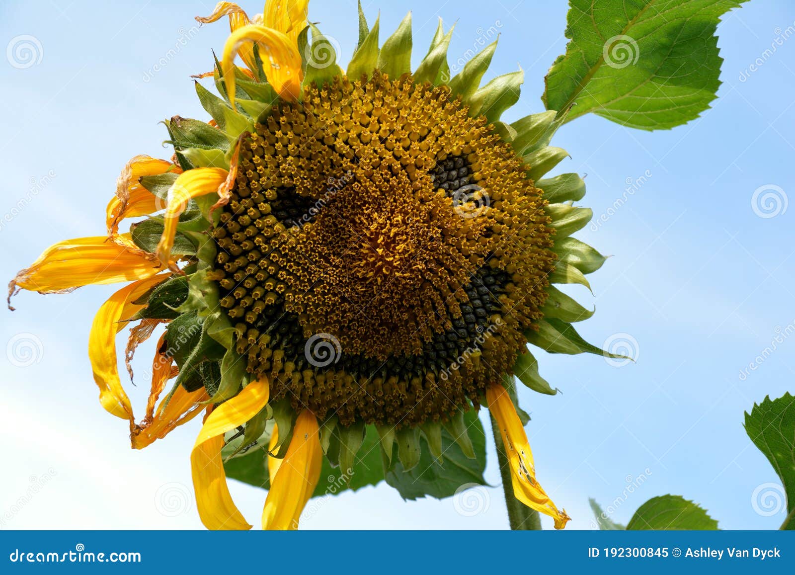 Sunflower with a Smily Face Stock Image - Image of joyful, environment ...