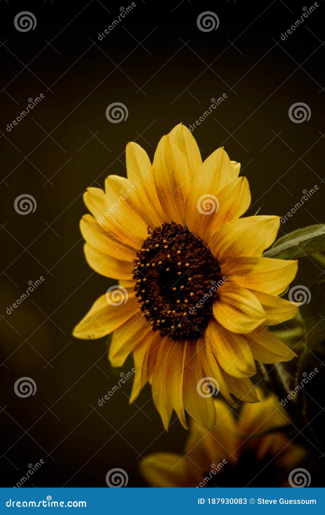Sunflower in soft light stock image. Image of leaf, flower - 187930083