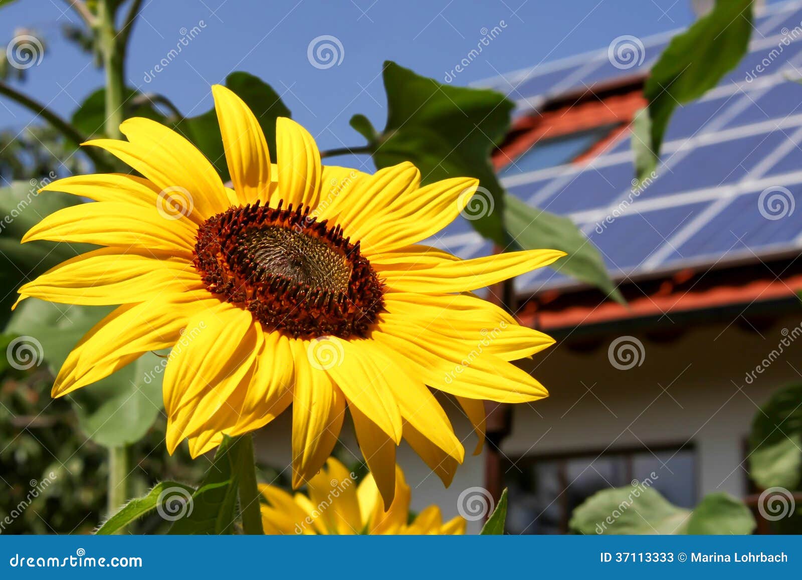 6,696 Sunflower House Stock Photos - Free & Royalty-Free Stock Photos ...