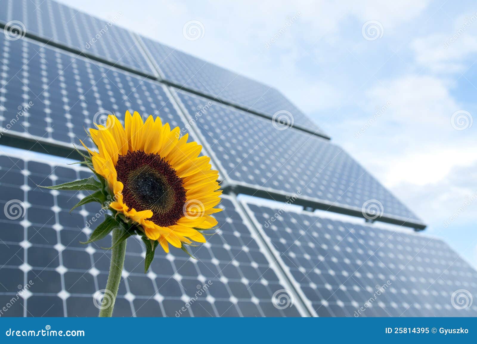 Sunflower and solar panels stock image. Image of energy - 25814395