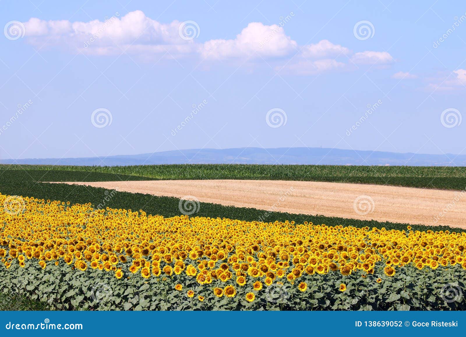 Sunflower Soybean and Corn Fields Landscape Stock Photo - Image of ...