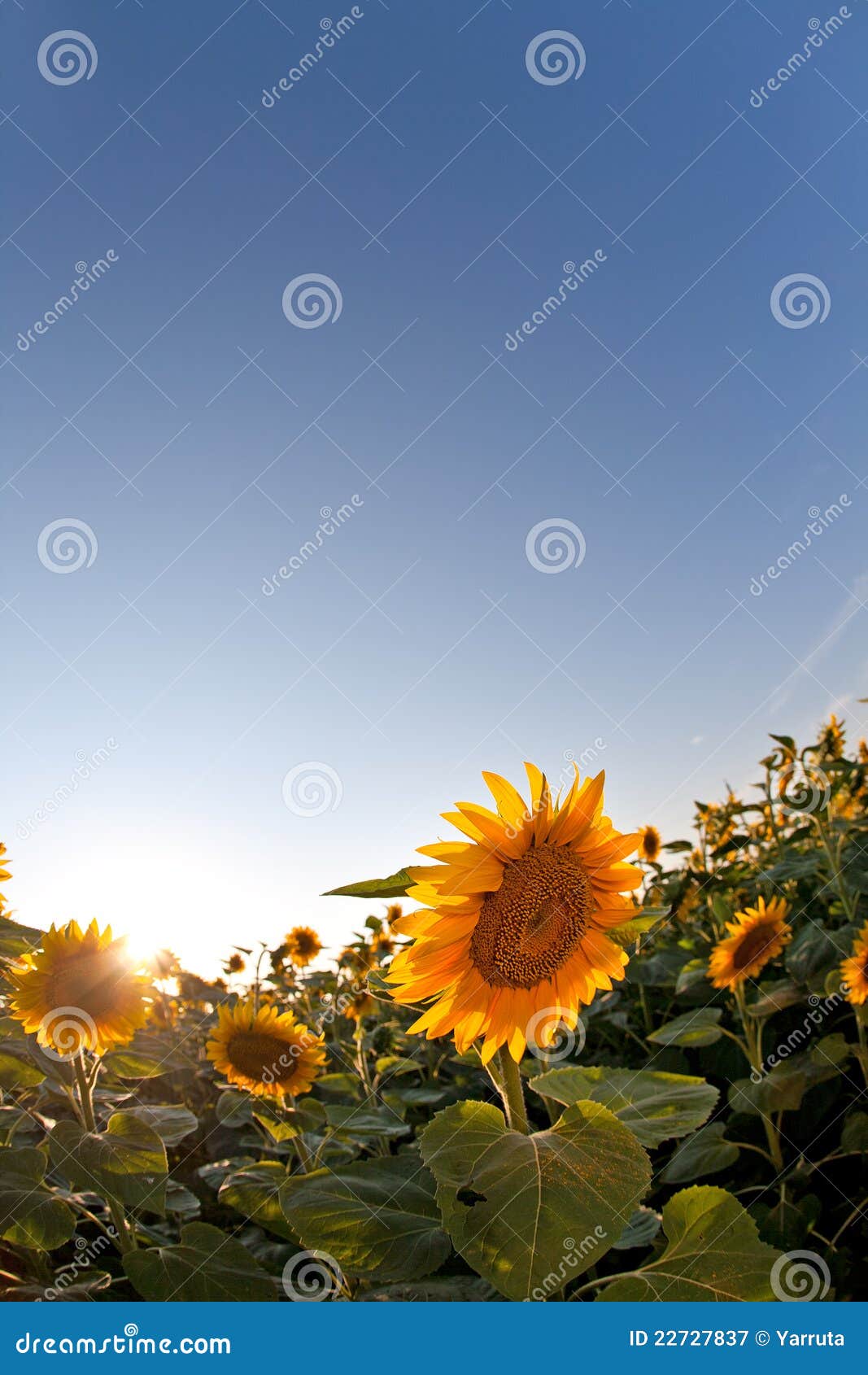 Sunflower in Spring Field. Vertical Shot Stock Image - Image of ...