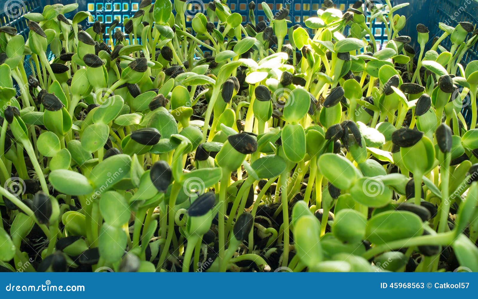 Sunflower Sprout stock image. Image of plants, blue, plant - 45968563