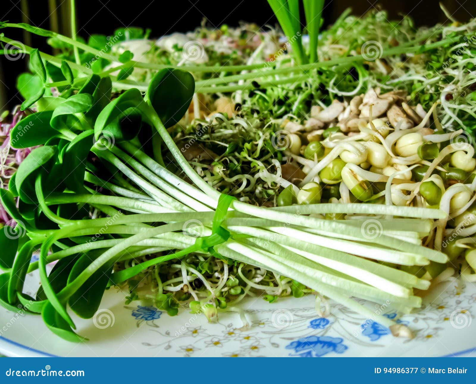 Sunflower sprout bundle. stock image. Image of ingredient - 94986377