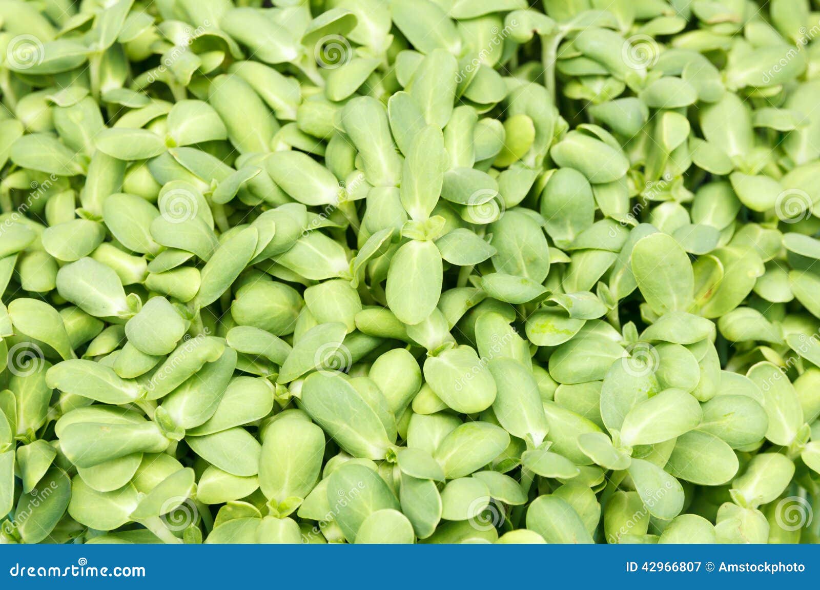 Sunflower Sprout stock image. Image of sprouts, nature - 42966807