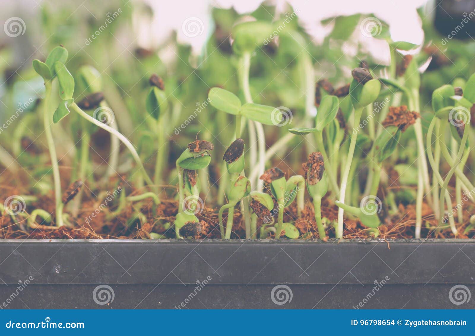 Sunflower Sprout Growing in a Pot. Stock Photo - Image of green, life ...