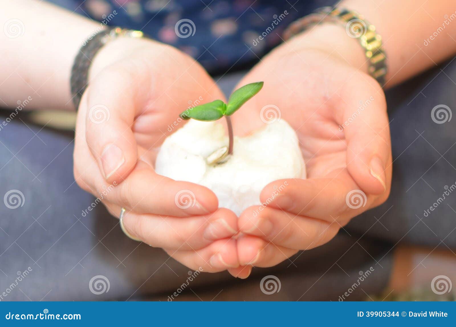 Sunflower Sprout in Hands with Cotton Wool Stock Photo - Image of ...