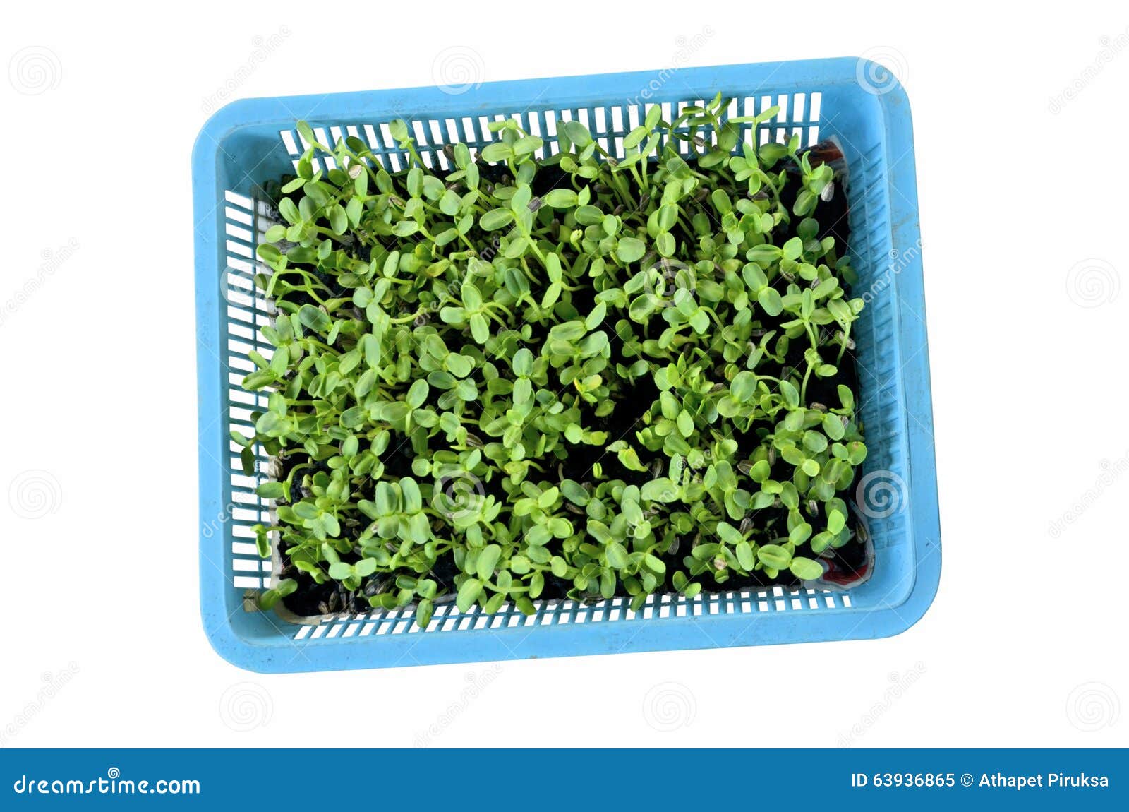 Sunflower Sprout in Plastic Basket Stock Image - Image of garden ...