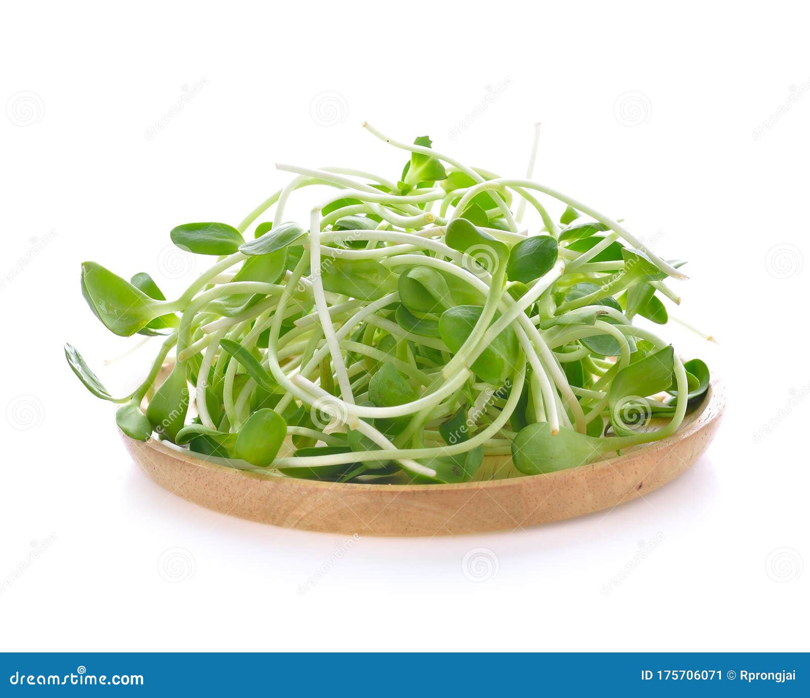Sunflower sprout on white stock image. Image of sprout - 175706071