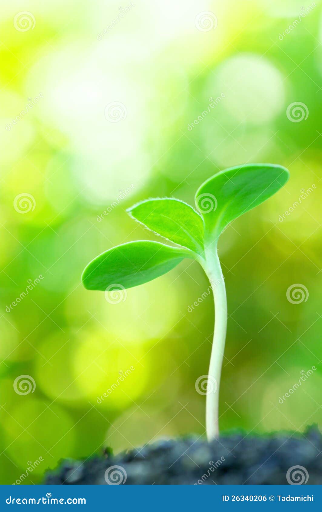 Sunflower Sprout on Yellow Background.(vertical) Stock Photo - Image of ...