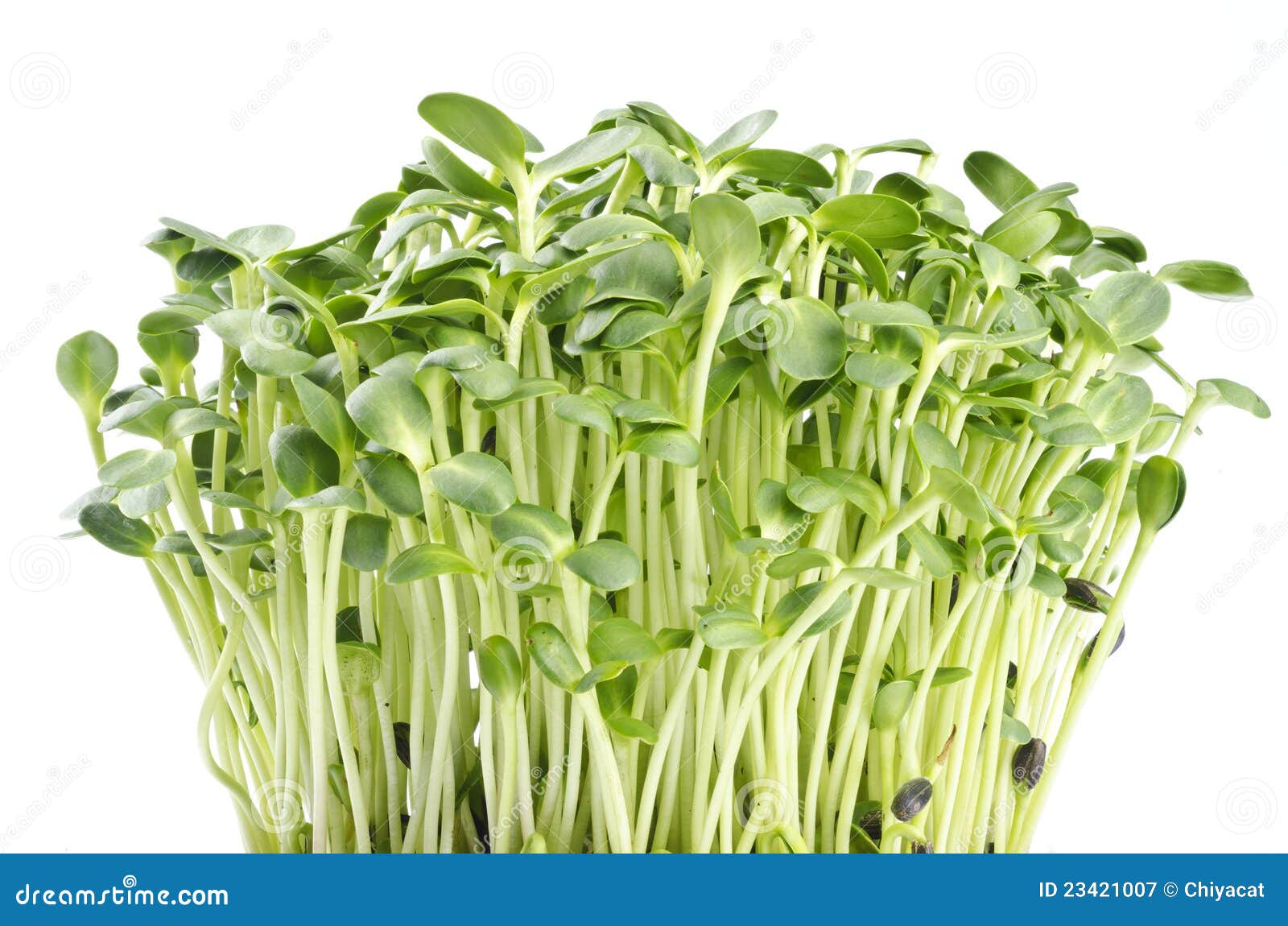 Sunflower Sprouts stock image. Image of sunflower, minerals - 23421007