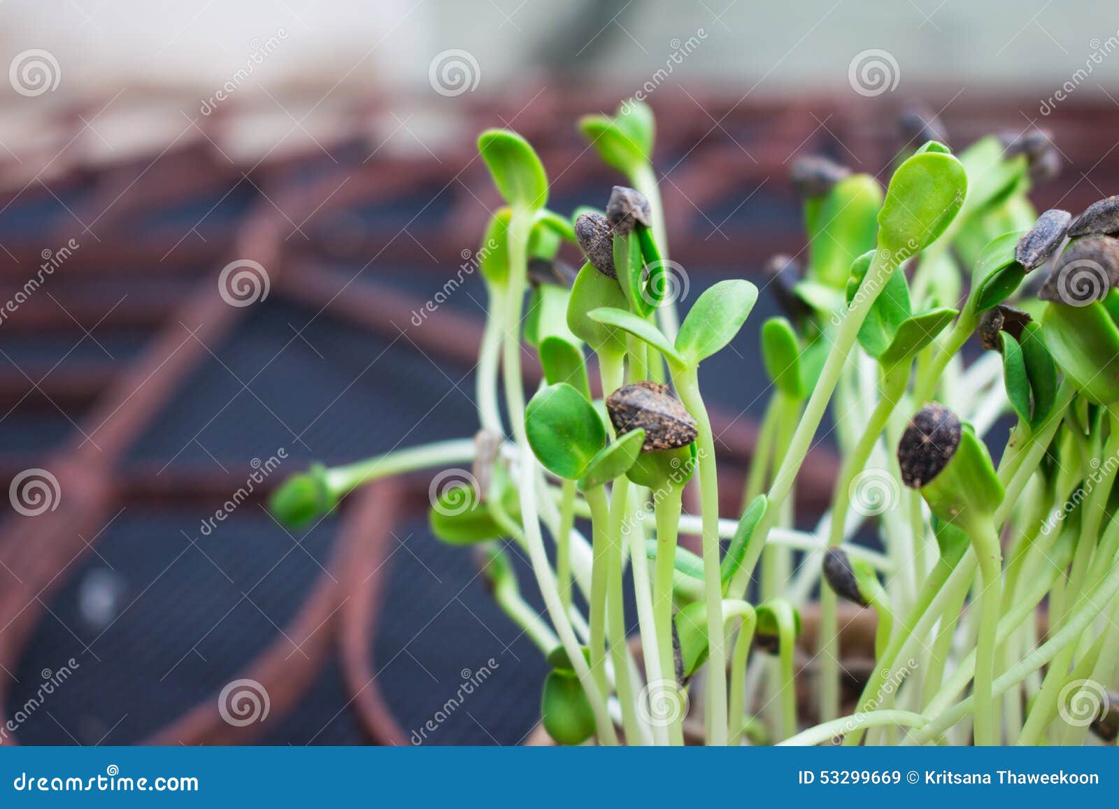 Sunflower sprouts stock image. Image of emerge, seed - 53299669
