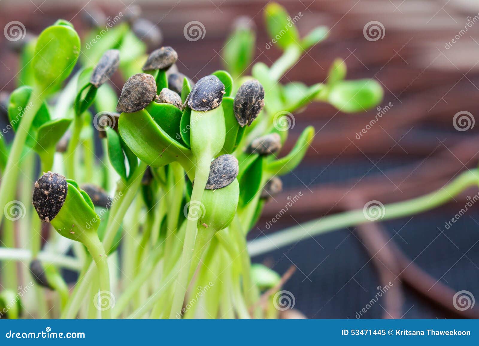 Sunflower sprouts stock image. Image of growth, pair - 53471445