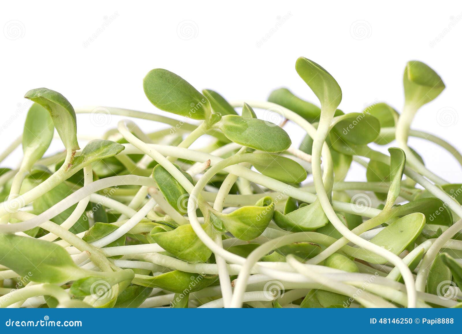 Sunflower sprouts stock photo. Image of foliage, garden - 48146250
