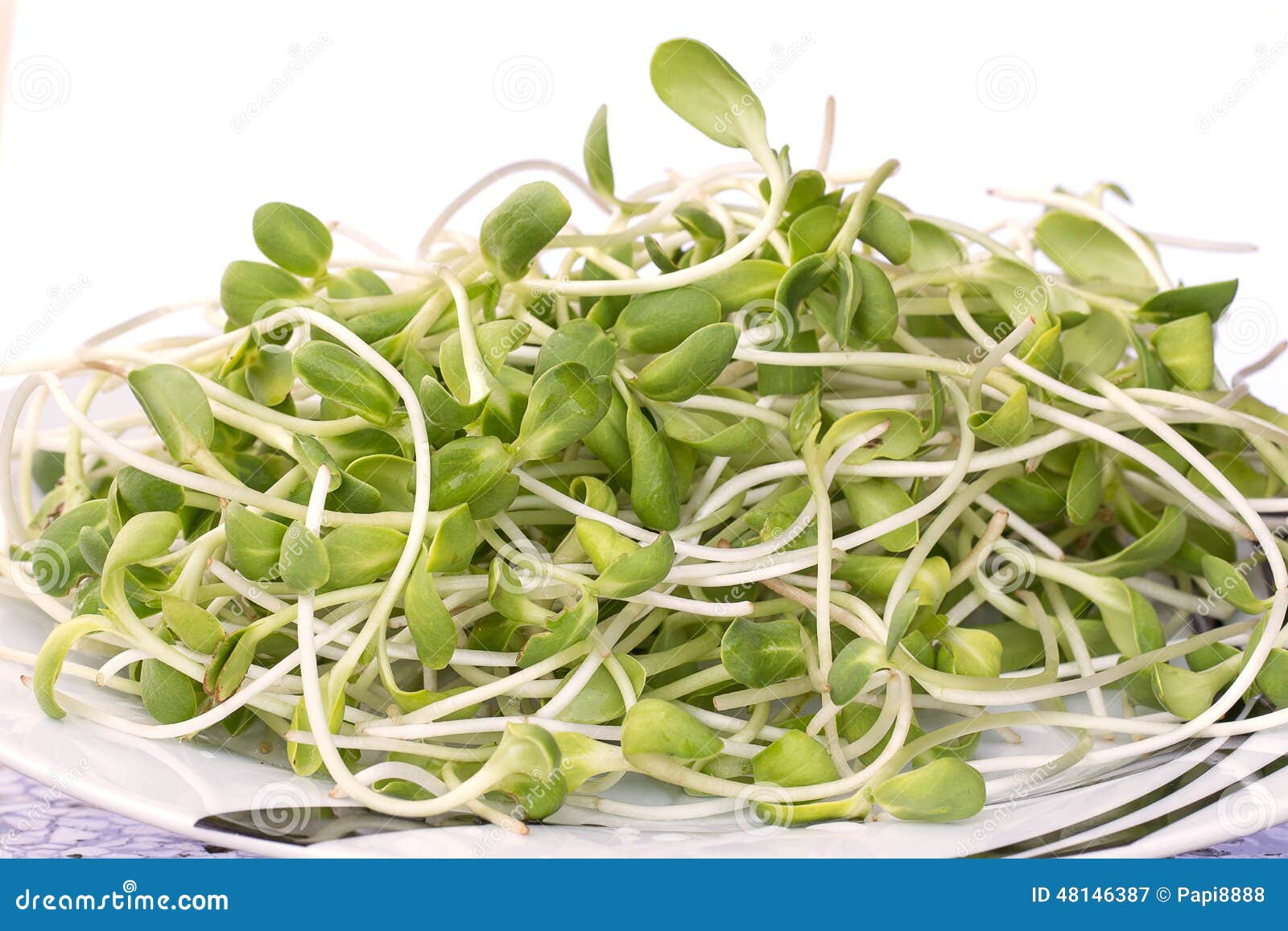 Sunflower sprouts stock image. Image of seed, flora, background - 48146387