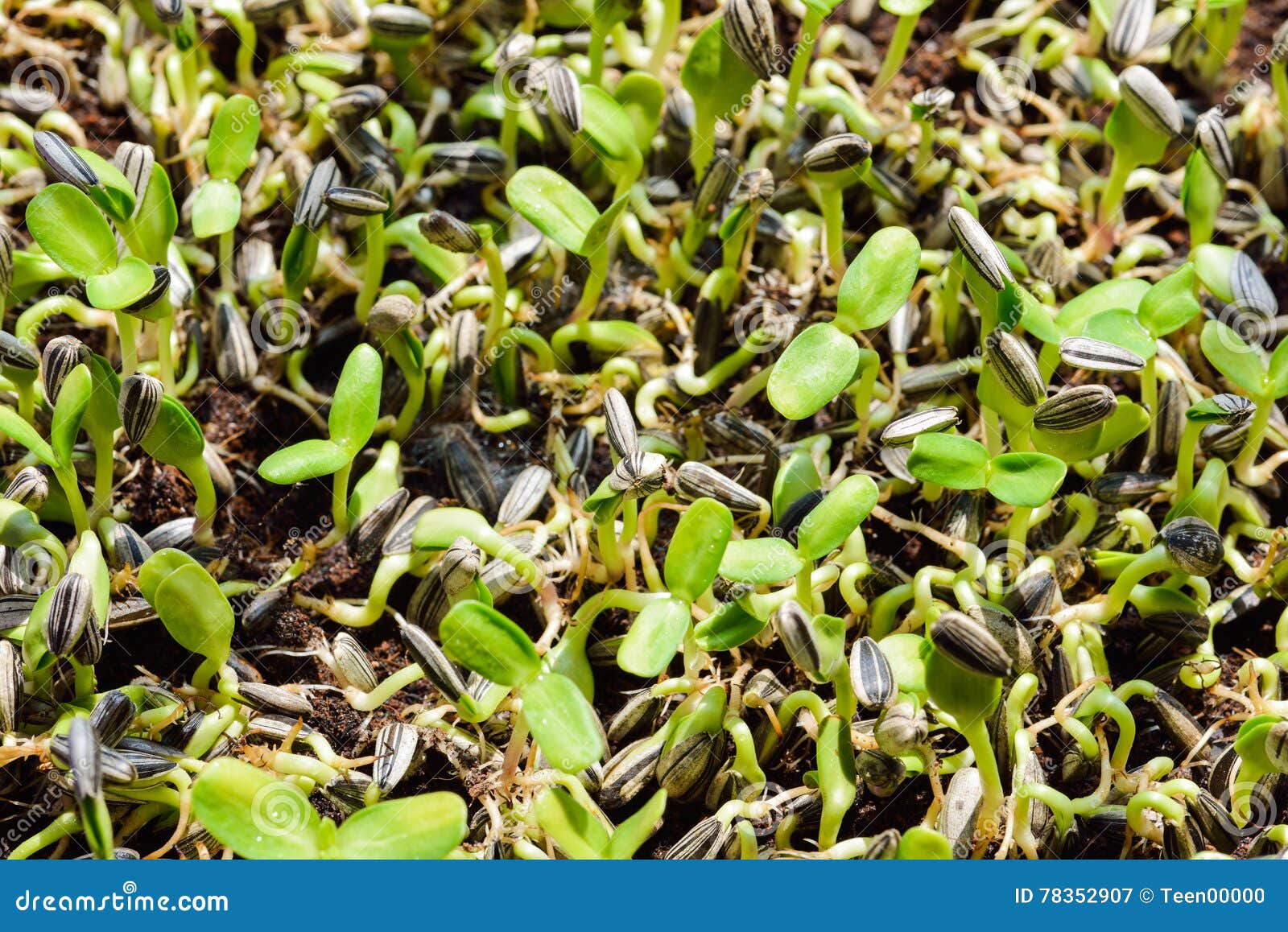 Sunflower sprouts growing stock image. Image of farm - 78352907