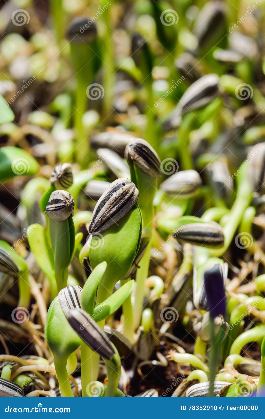 Sunflower sprouts growing stock photo. Image of root - 78352910