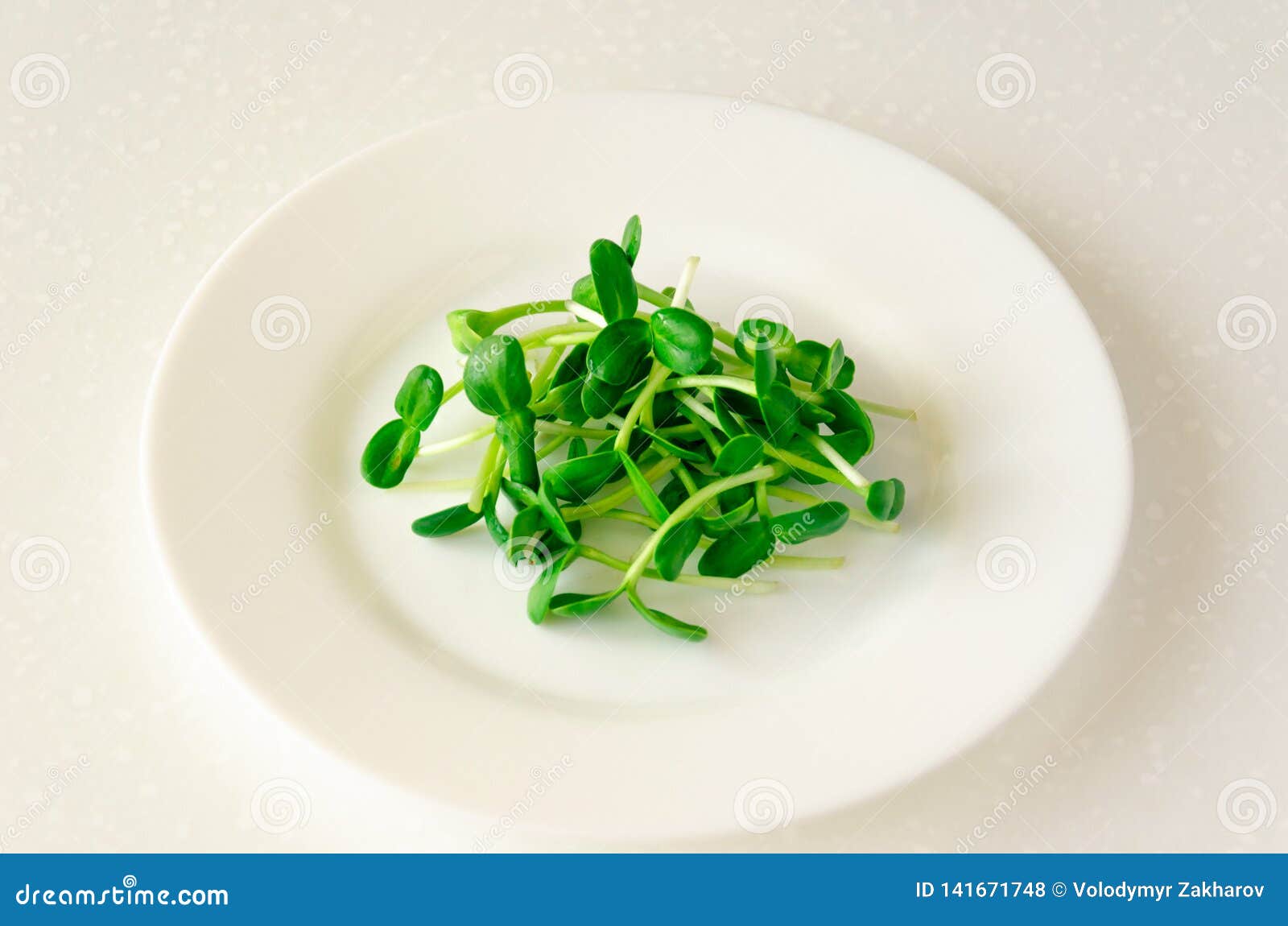 Sunflower sprouts stock photo. Image of growth, seed - 141671748