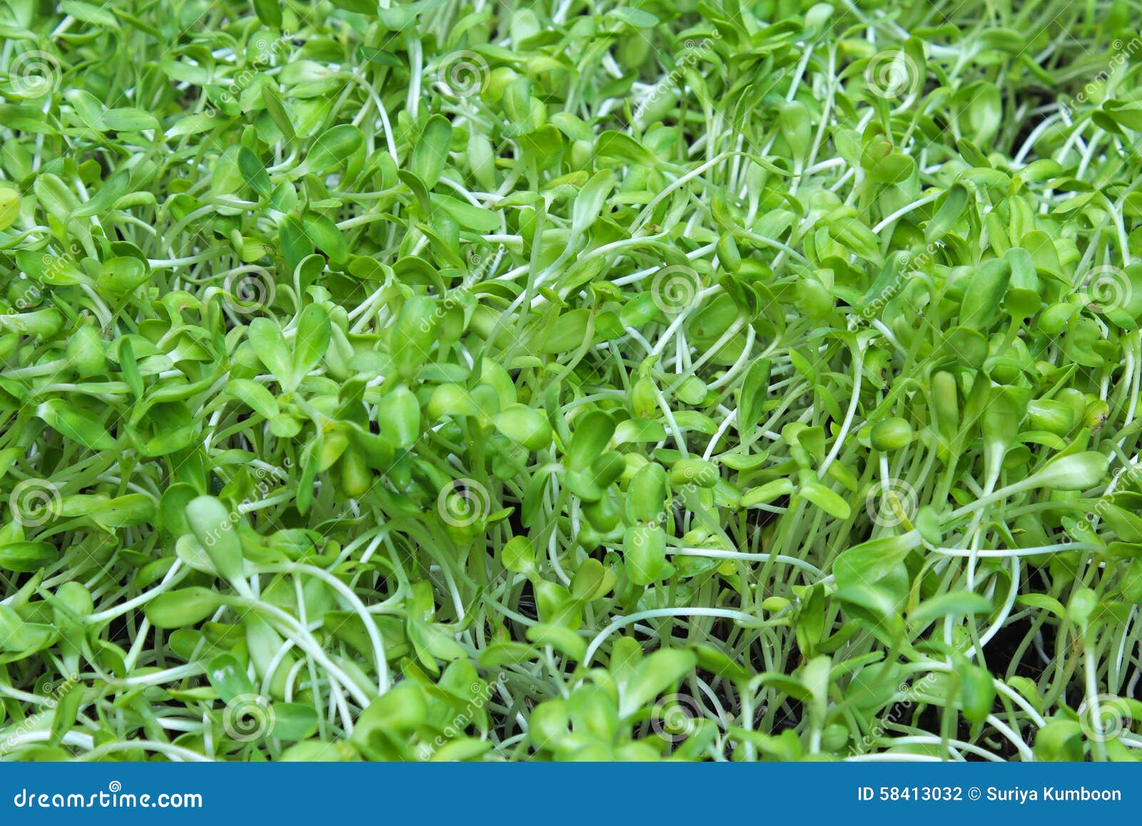 Sunflower sprouts stock photo. Image of tast, health - 58413032