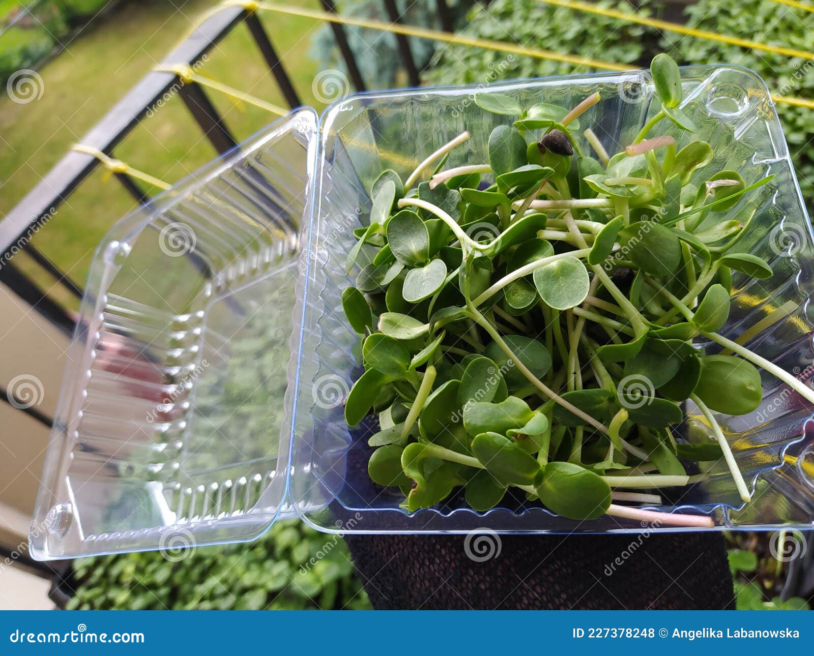 Sunflower Sprouts in the Package Stock Photo - Image of fruit, grass ...