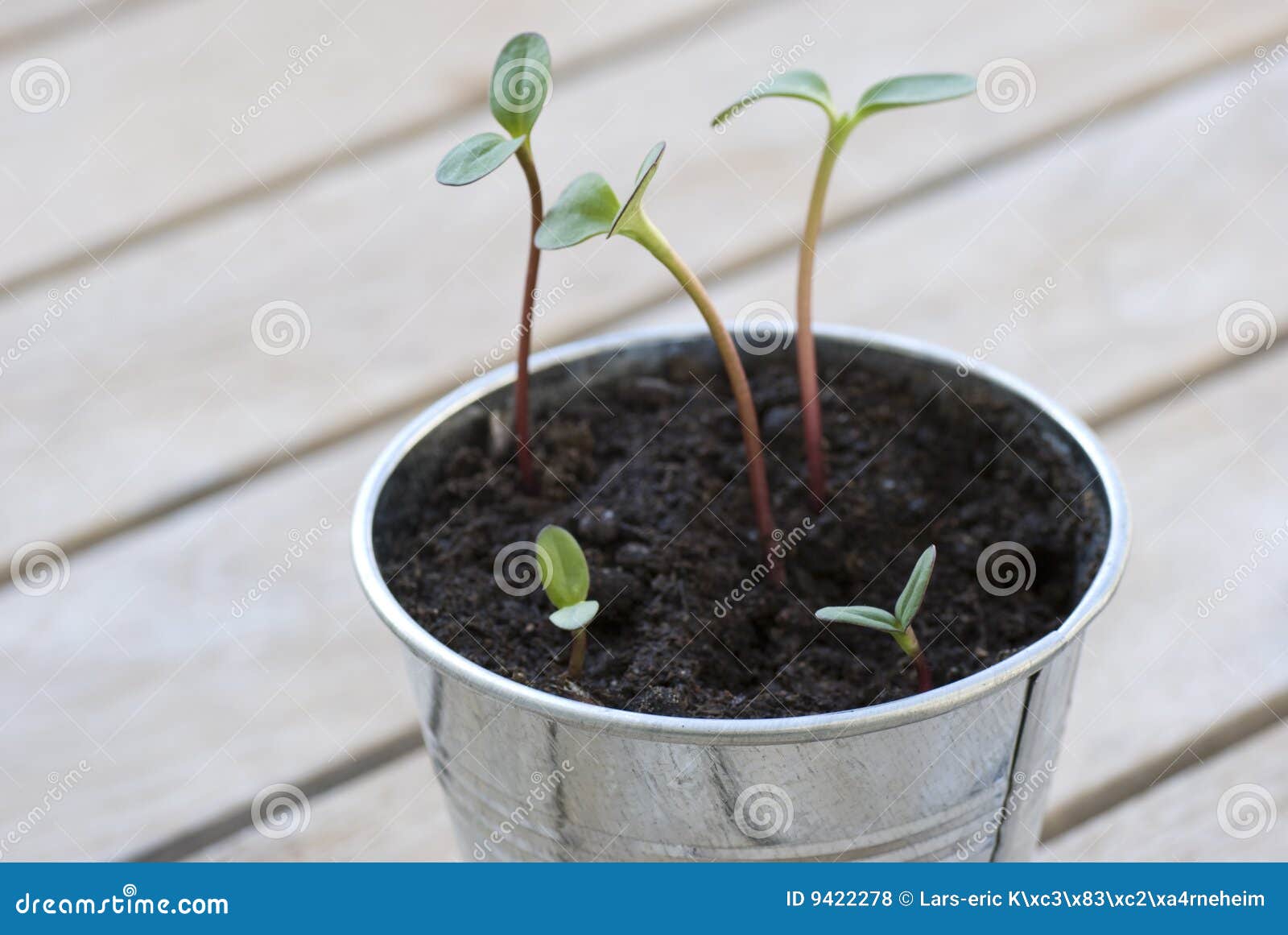 Sunflower sprouts in a pot stock photo. Image of nature - 9422278