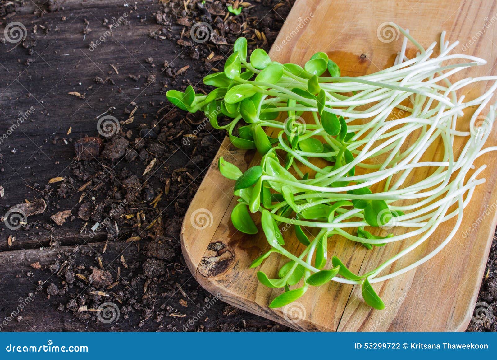 Sunflower sprouts stock photo. Image of fresh, seed, closeup - 53299722