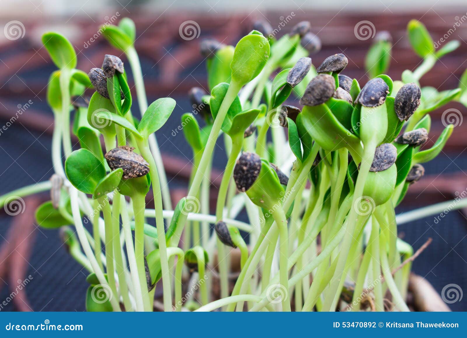 Sunflower sprouts stock photo. Image of growing, emerging - 53470892