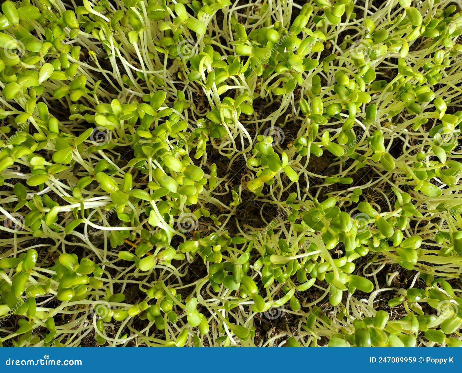 The Sunflower Sprouts in the Soil. Stock Image - Image of tree ...