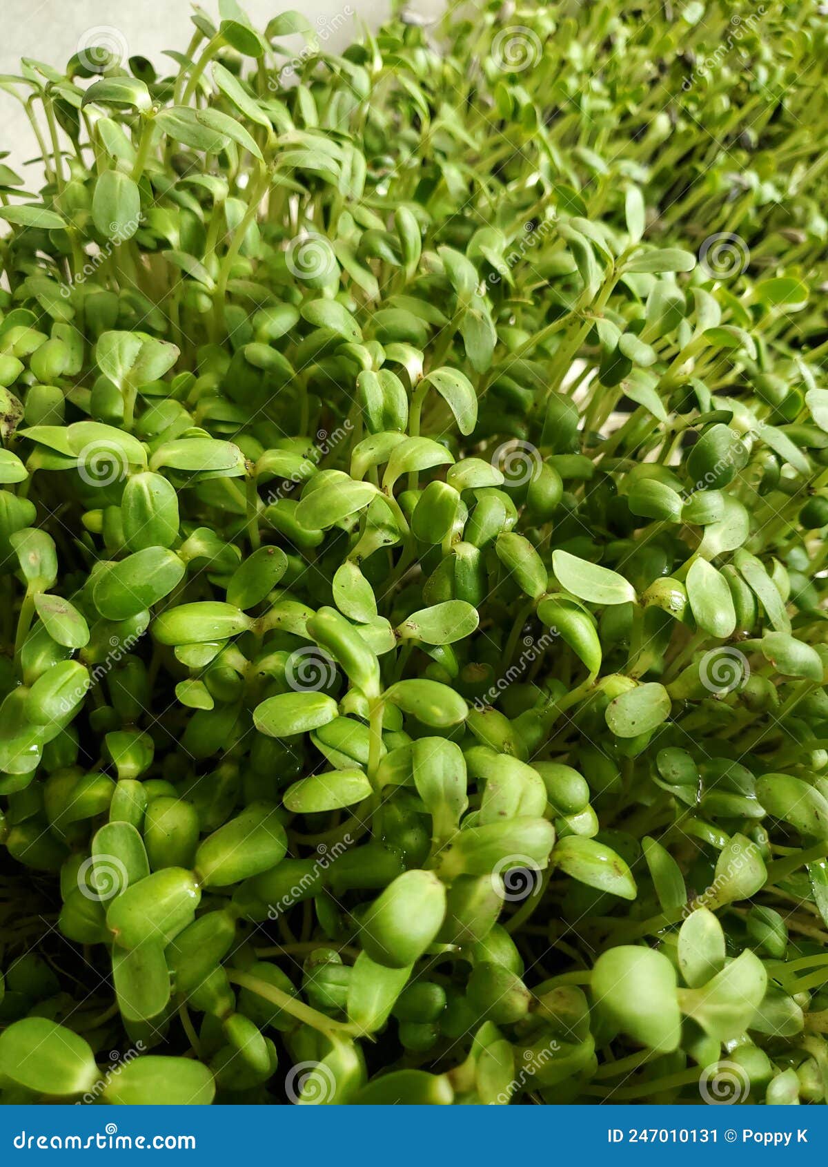The Sunflower Sprouts in the Soil. Stock Image - Image of ...