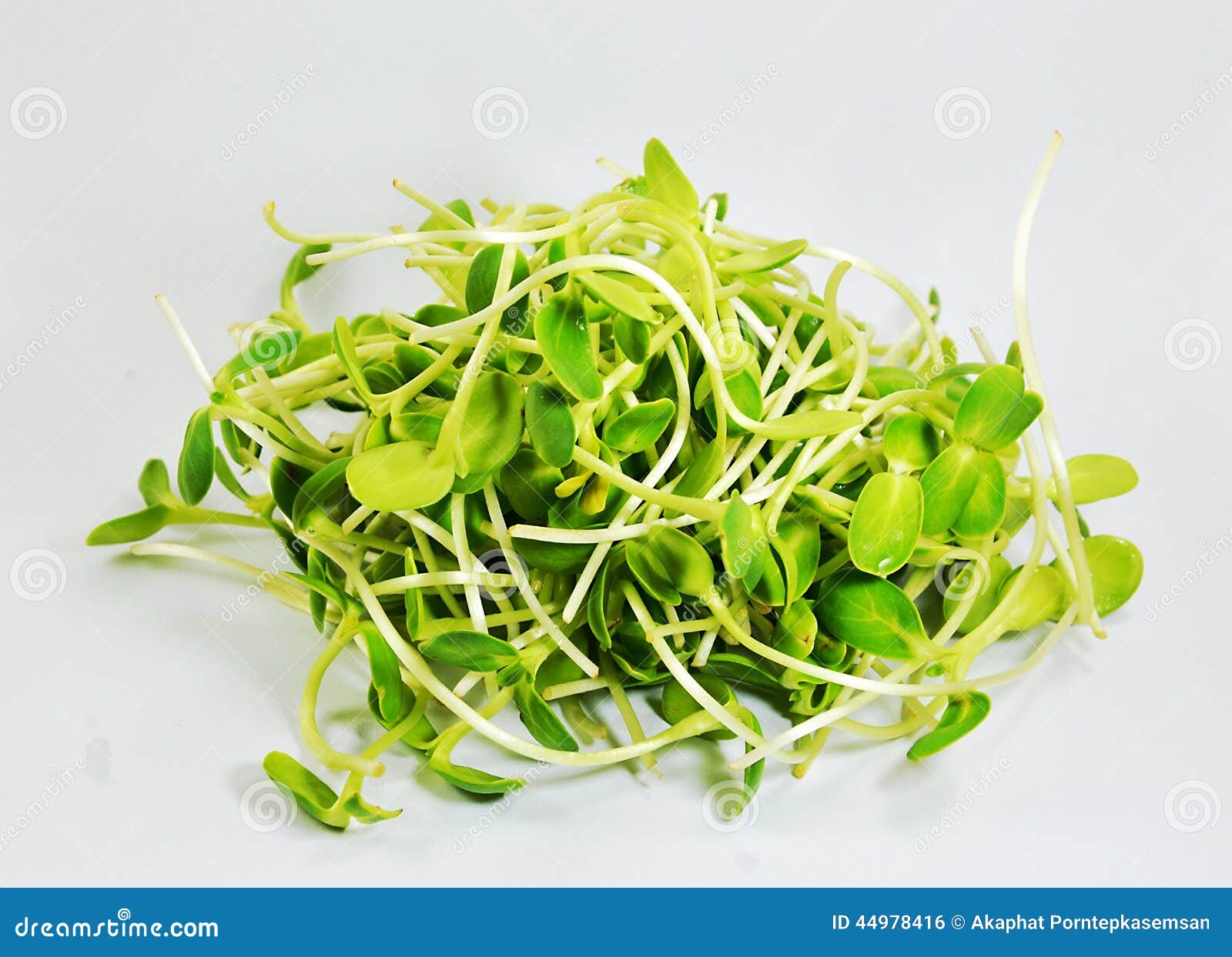 Sunflower Sprouts on White Background Stock Photo - Image of vegetable ...