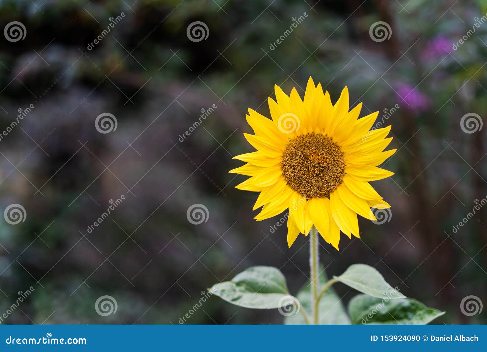 A Sunflower Standing on the Right Side Stock Photo - Image of blossom ...