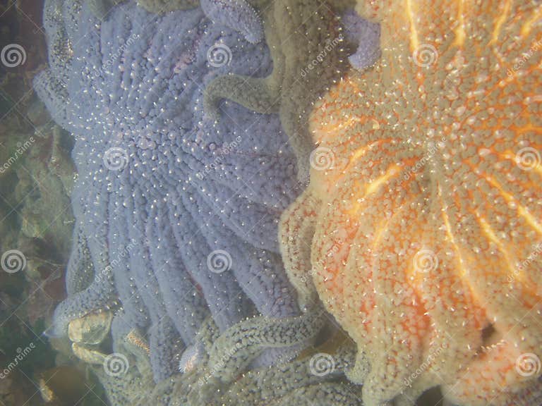 Sunflower starfish stock photo. Image of sunflower, animal - 3167120