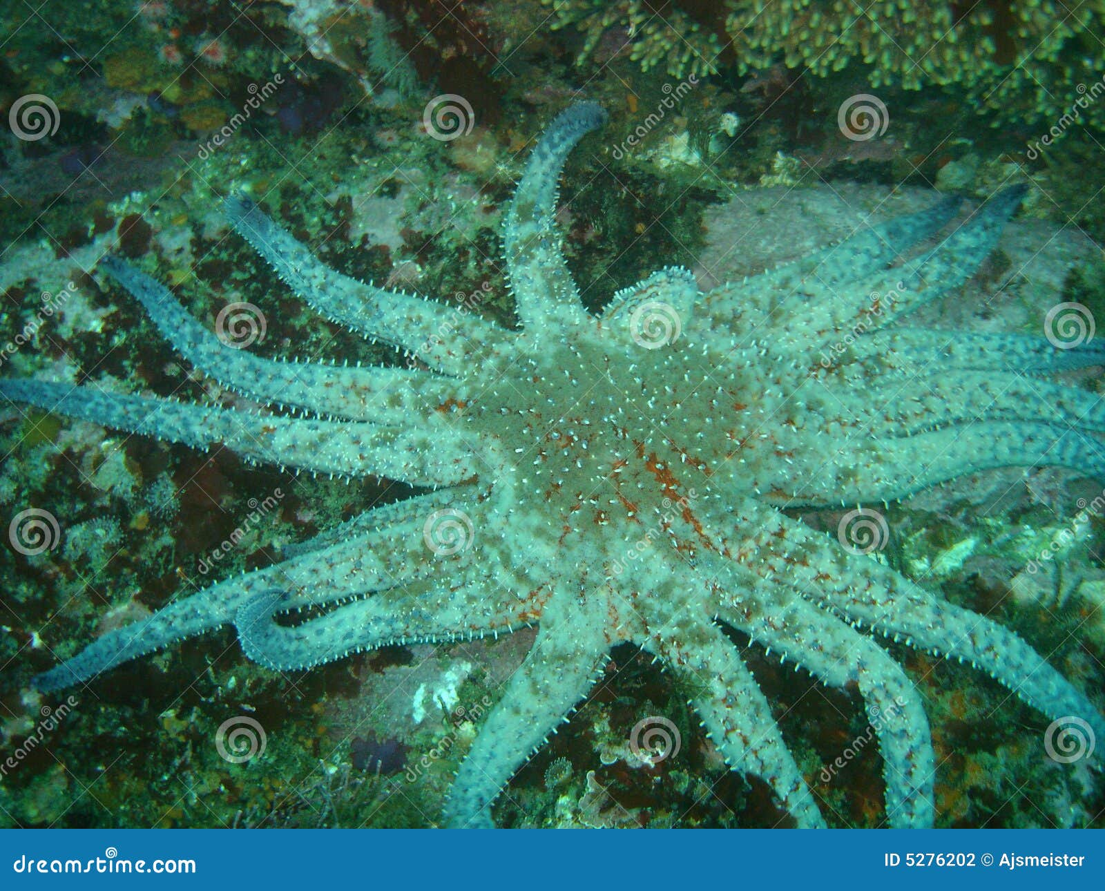 Sunflower starfish stock photo. Image of monterey, starfish - 5276202