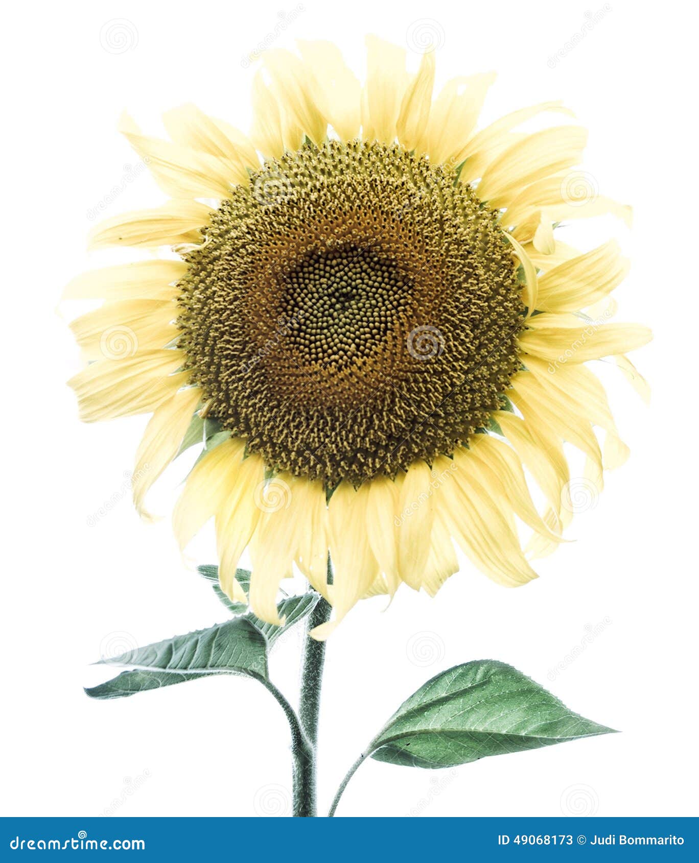 Sunflower stock image. Image of flower, yellow, white - 49068173