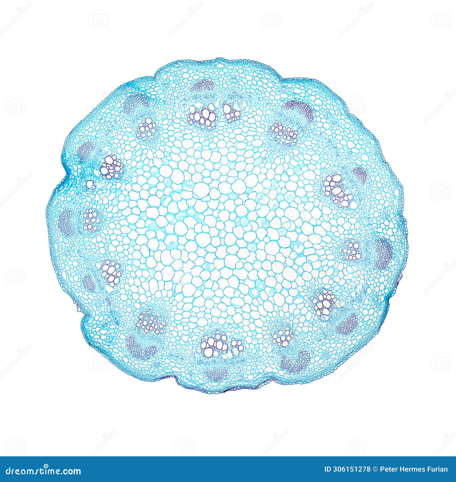 Sunflower Stem, Helianthus Annuus, Cross Section, 8X Light Micrograph ...