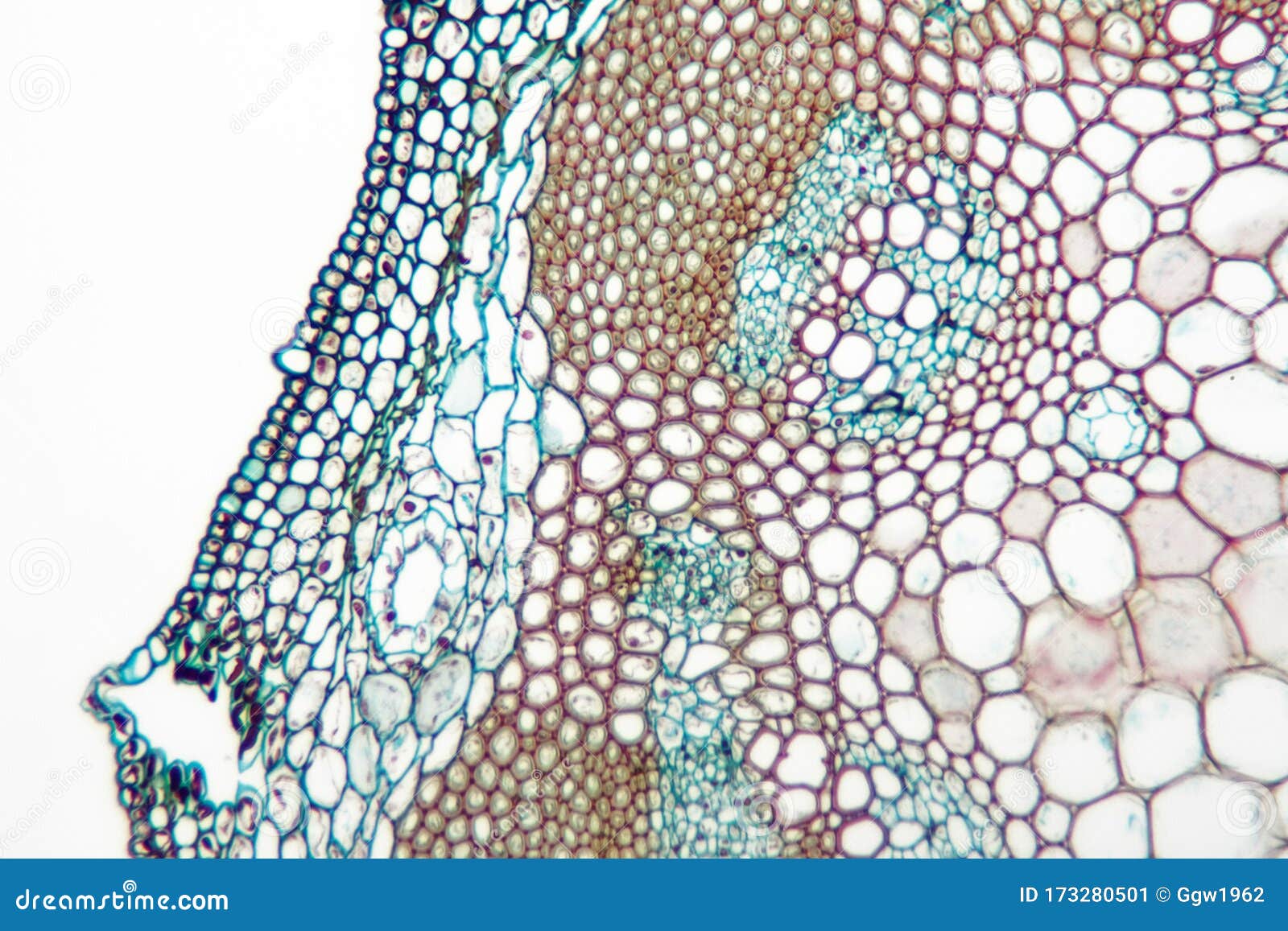 Sunflower stem stock image. Image of dicotyledon, botany - 173280501