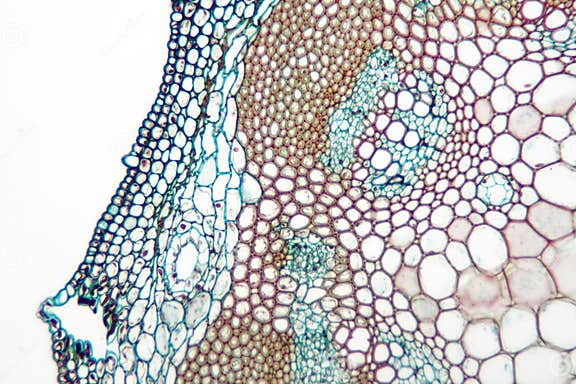 Sunflower stem stock image. Image of dicotyledon, botany - 173280501