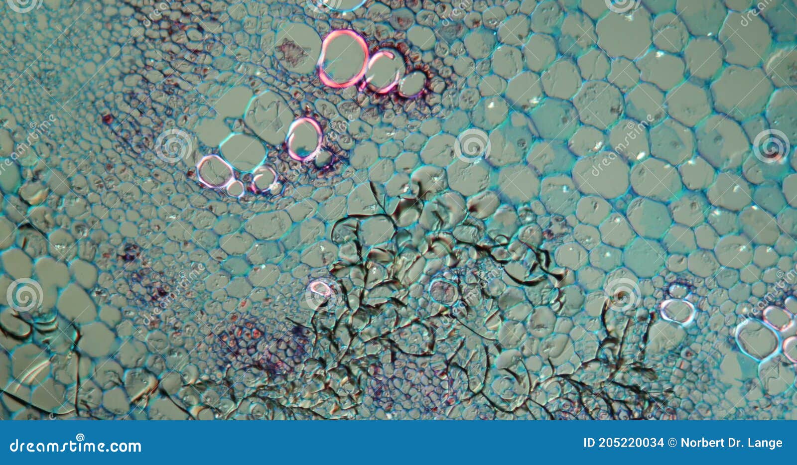 Sunflower Stem Transversely Stock Footage - Video of cells, thin: 205220034