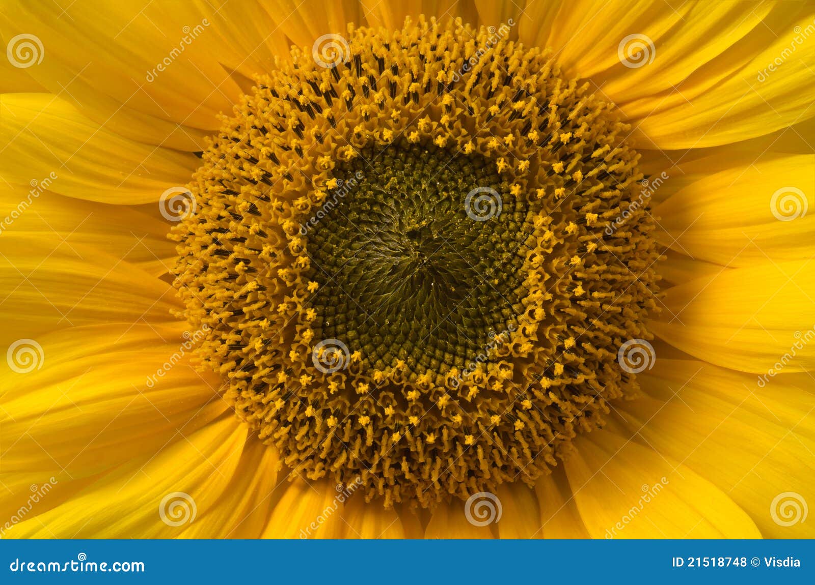 Sunflower, Stigma and Style Stock Photo - Image of compositae ...