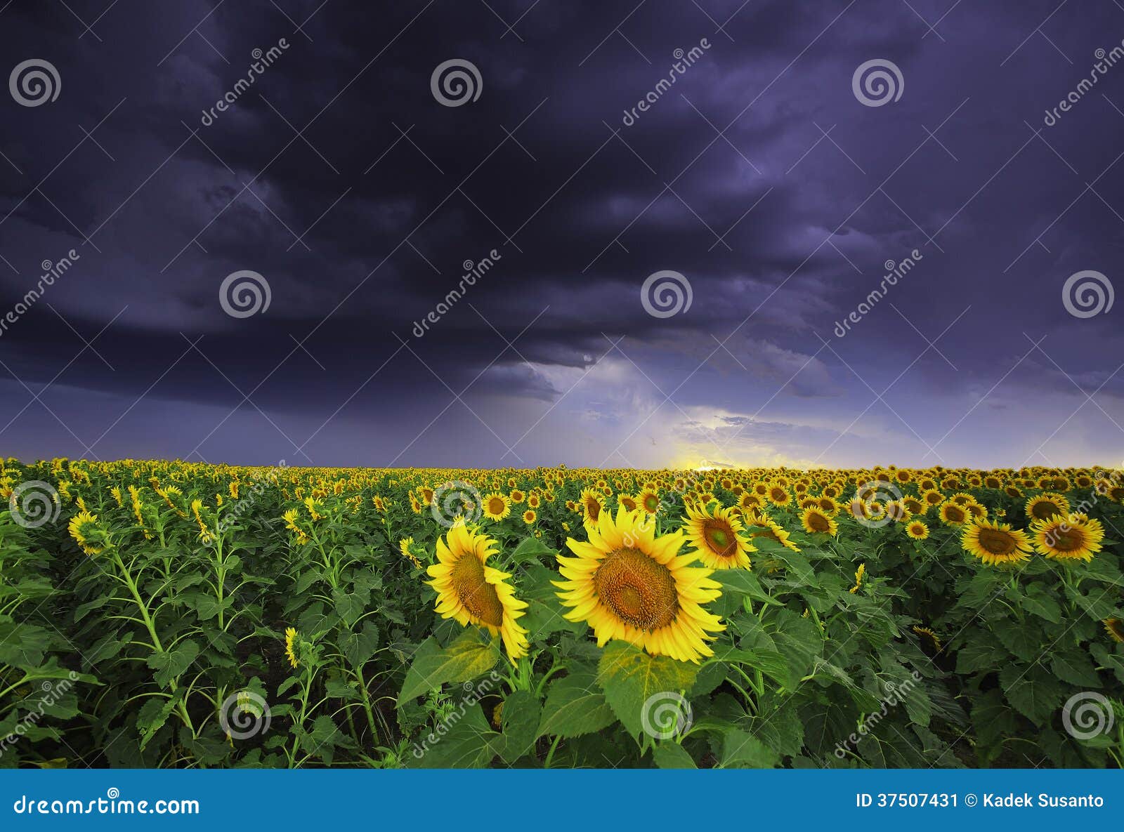 Sunflower and storm stock image. Image of walking, beam - 37507431