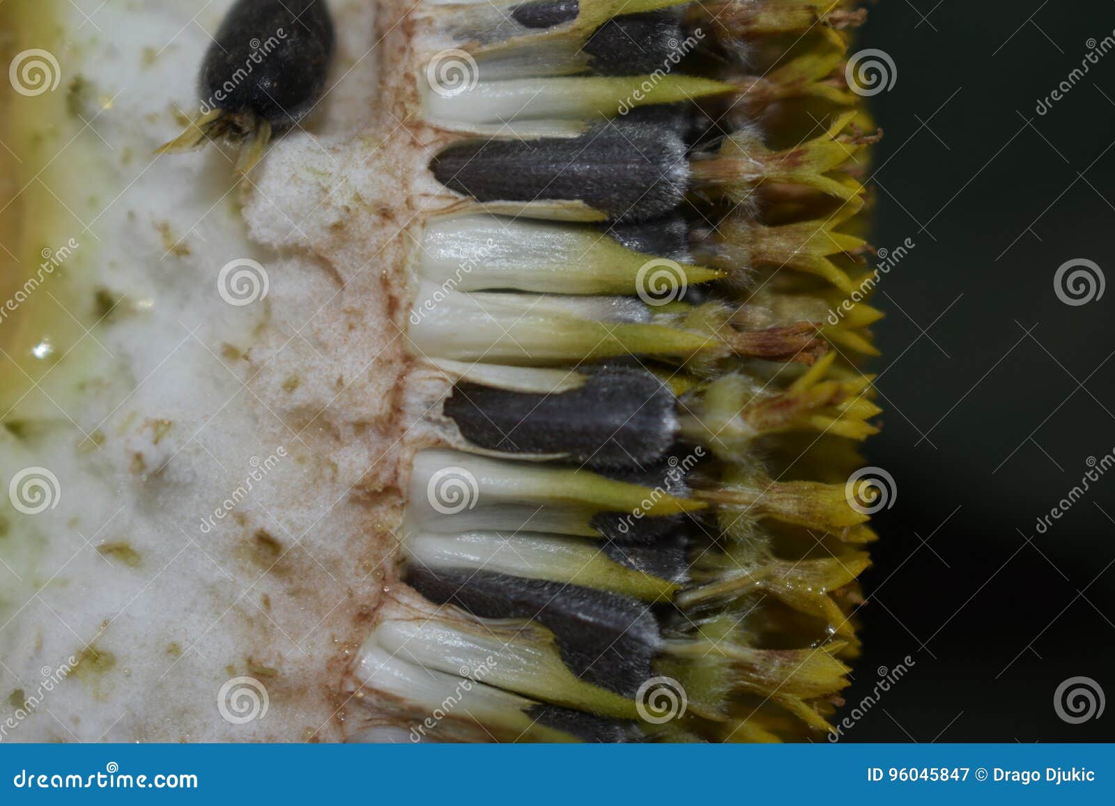 Sunflower structure stock image. Image of vegetables - 96045847