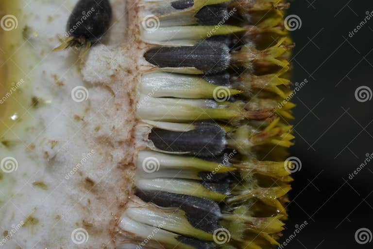 Sunflower structure stock image. Image of vegetables - 96045847
