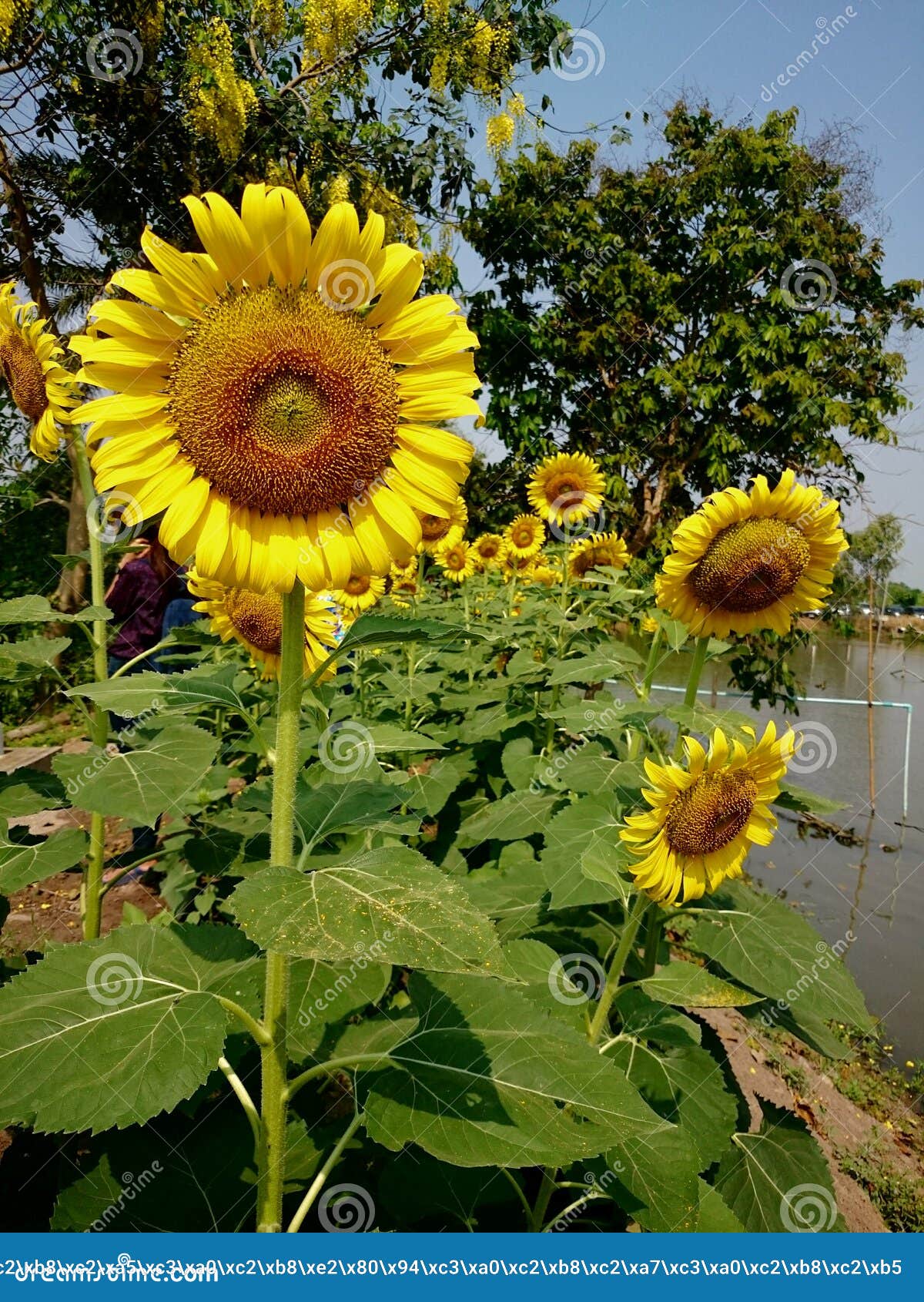Sunflower stock photo. Image of sunflower, summer, tree - 70686586