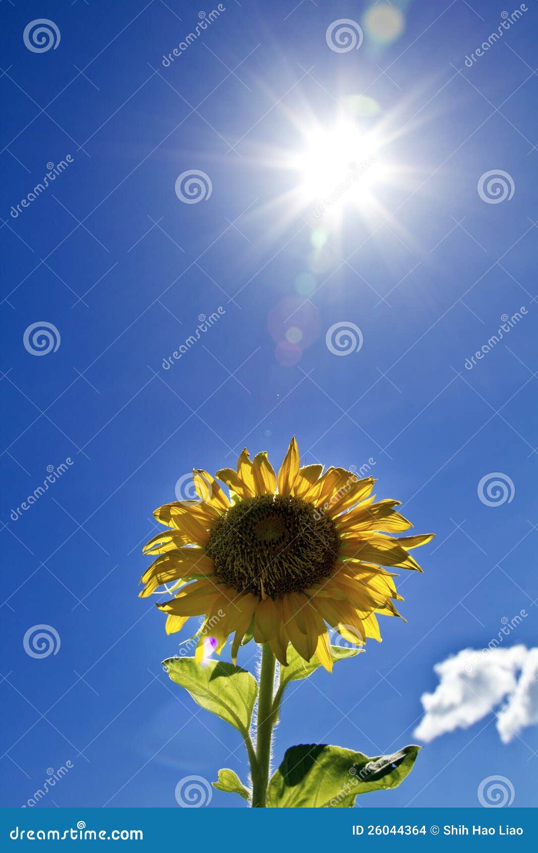 Sunflower with sun stock photo. Image of leaf, farm, landscape - 26044364