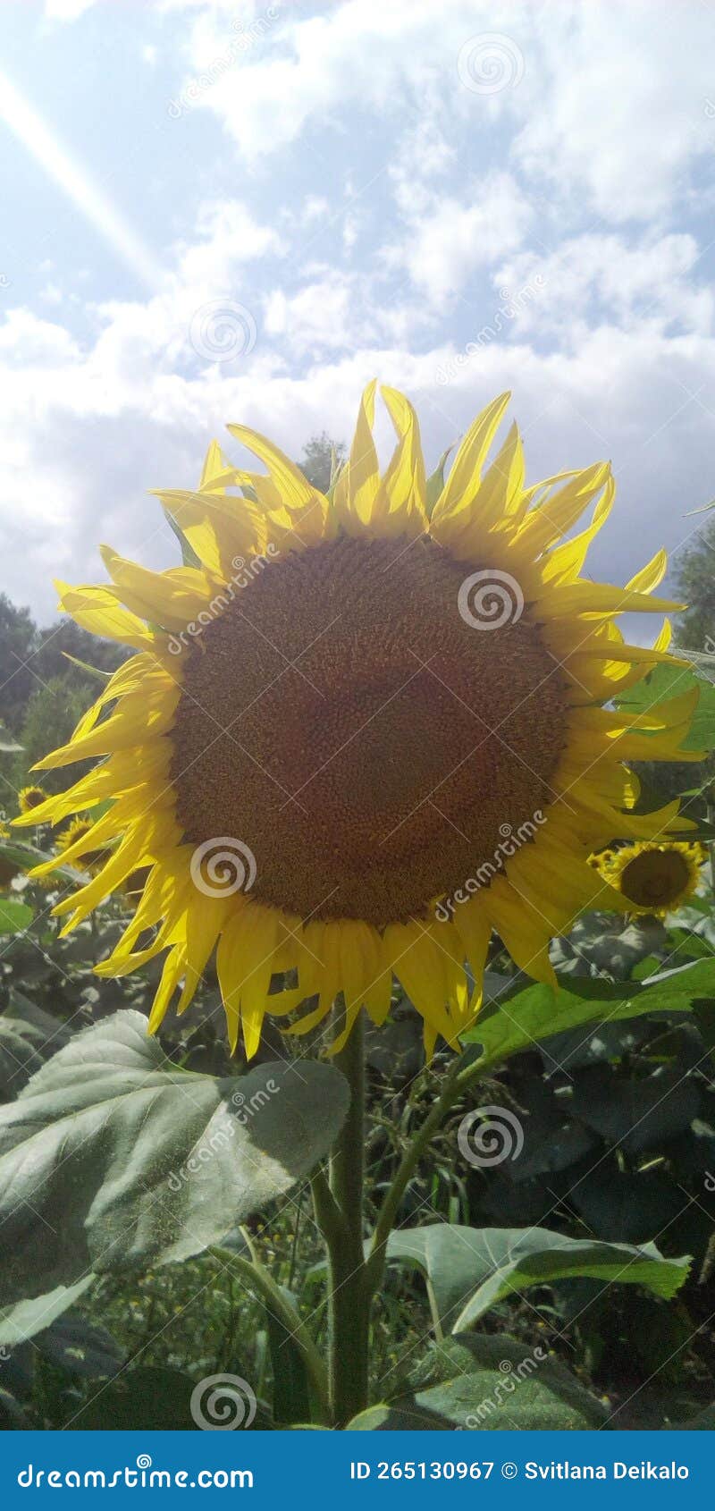Sunflower in the sun. stock image. Image of herb, yellow - 265130967