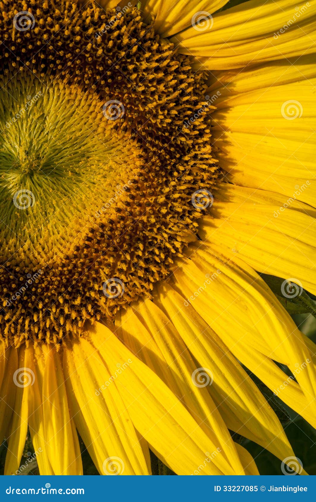 Sunflower stock image. Image of summer, agriculture, bloom - 33227085
