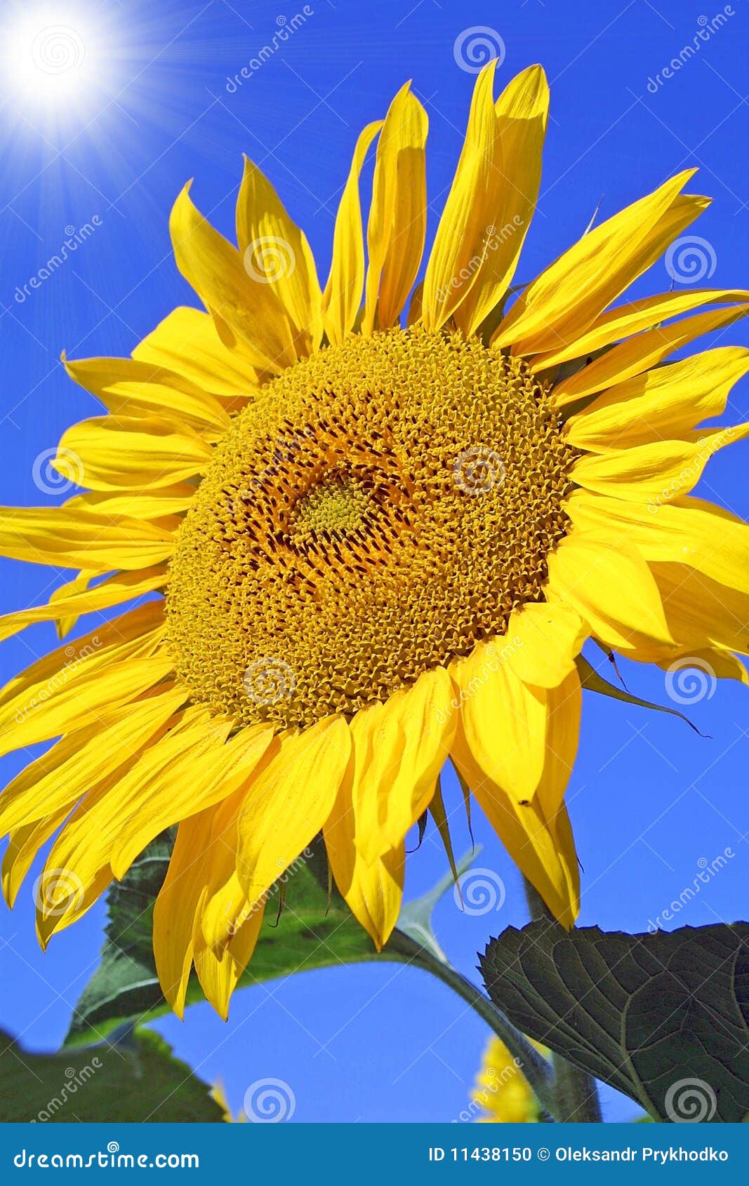 Sunflower with sunburst stock photo. Image of bright - 11438150